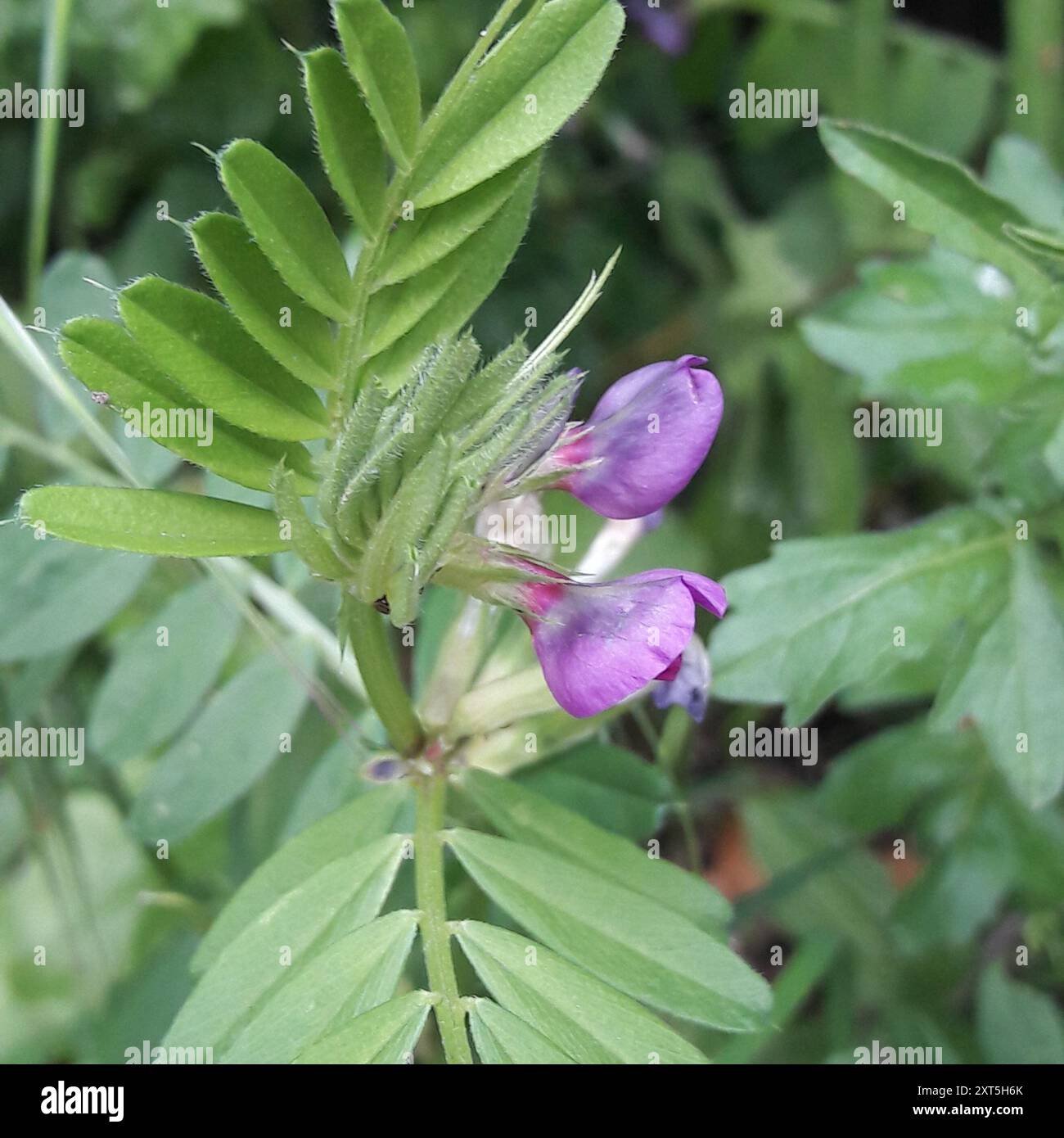 Common Vetch (Vicia sativa) Plantae Stock Photo - Alamy