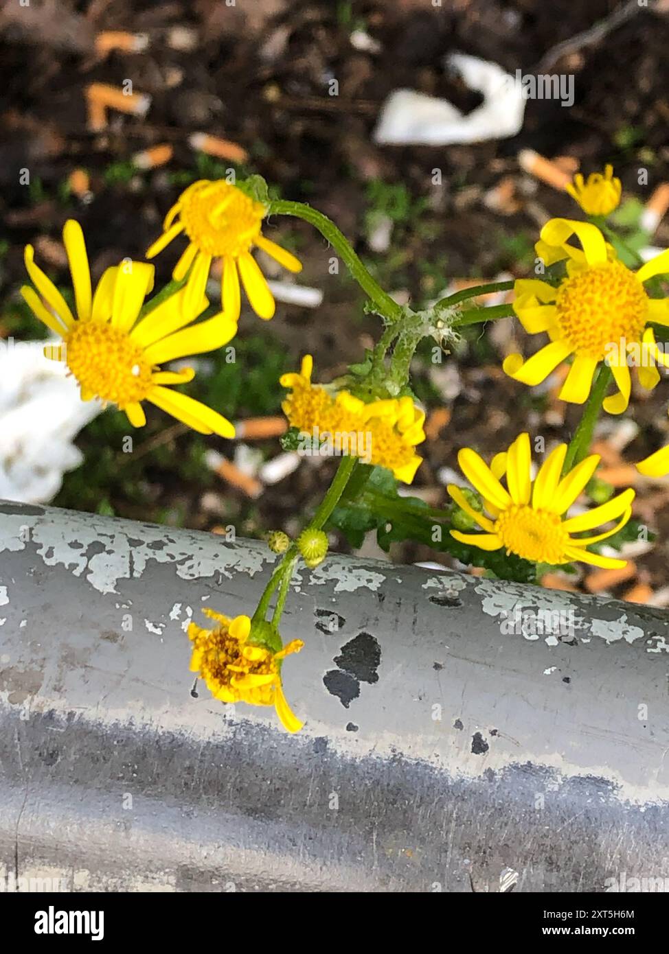 Eastern Groundsel (Senecio vernalis) Plantae Stock Photo - Alamy