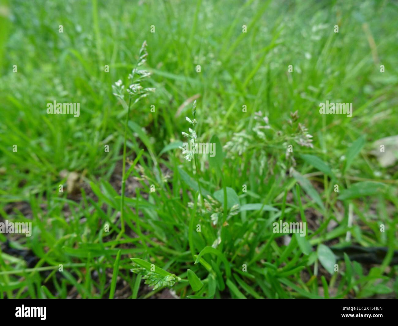 Annual Meadow-grass (Poa annua) Plantae Stock Photo - Alamy