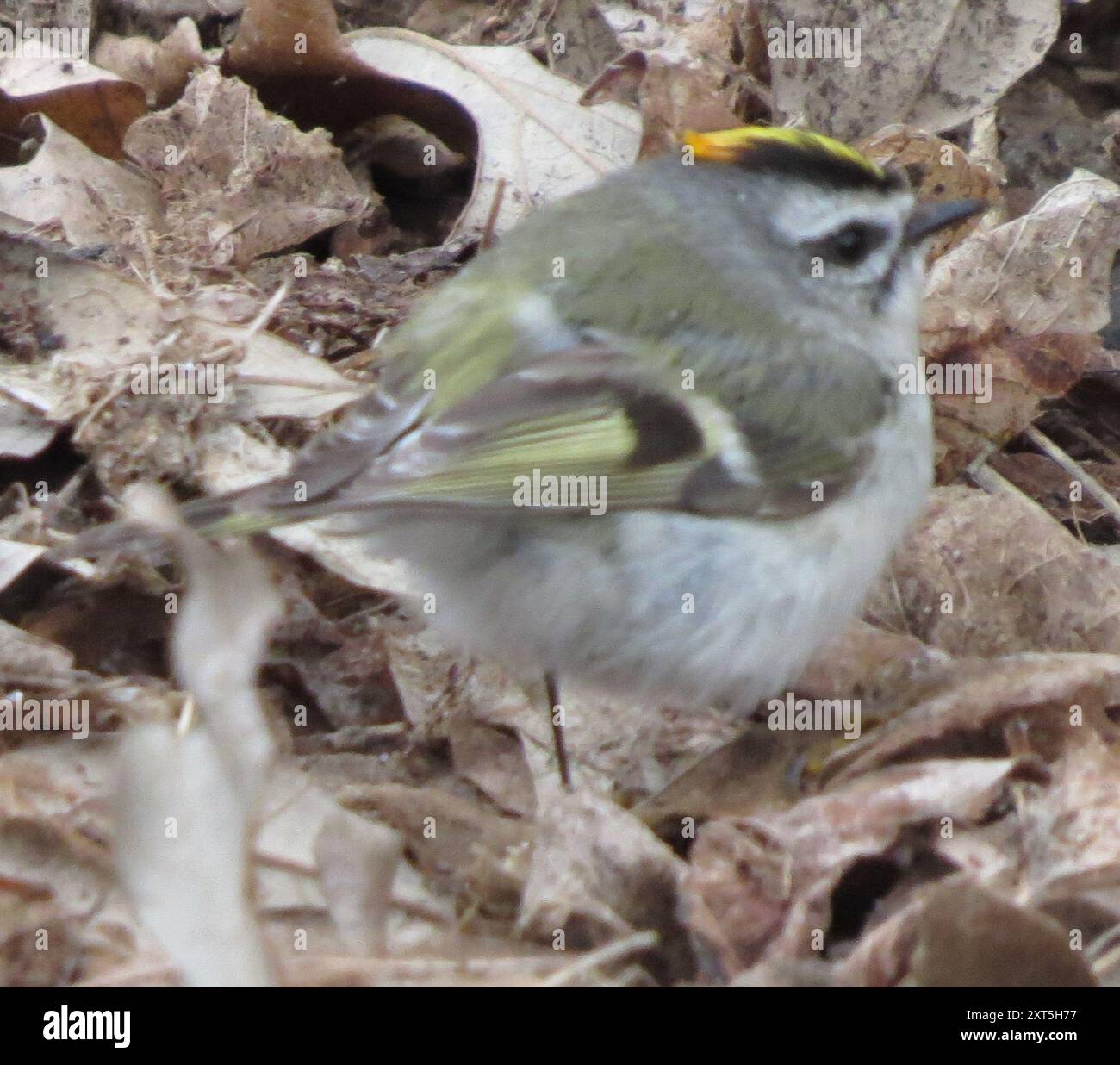 Golden-crowned Kinglet (Regulus satrapa) Aves Stock Photo - Alamy