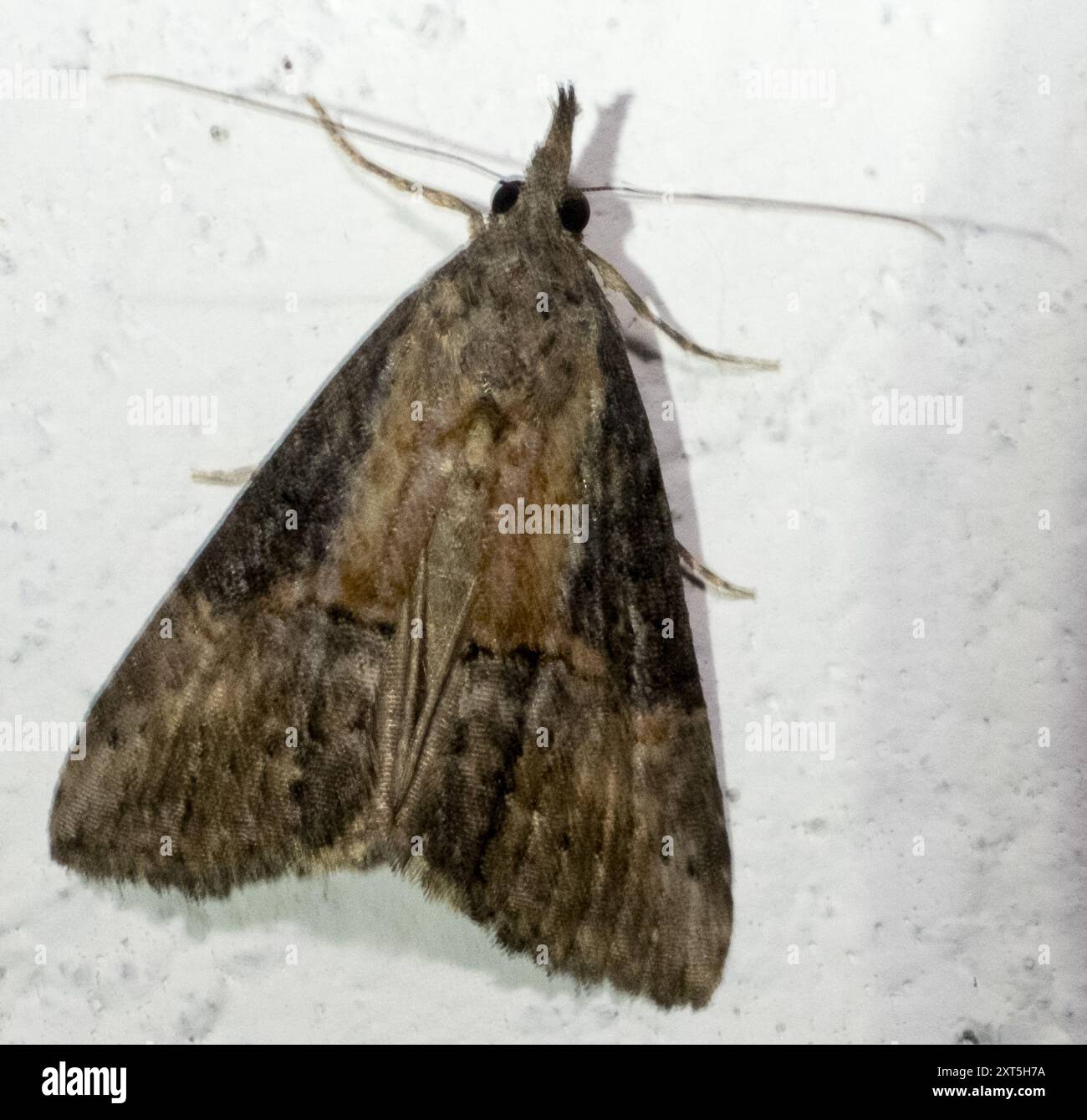 Green Cloverworm Moth (Hypena scabra) Insecta Stock Photo - Alamy