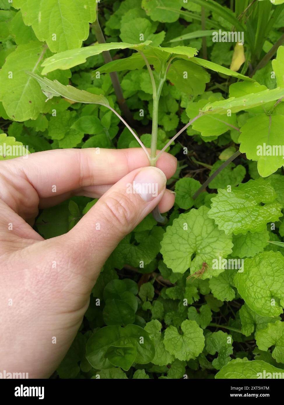 touch-me-nots (Impatiens) Plantae Stock Photo - Alamy