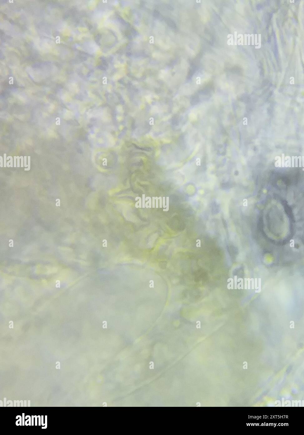 swamp beacon (Mitrula elegans) Fungi Stock Photo - Alamy