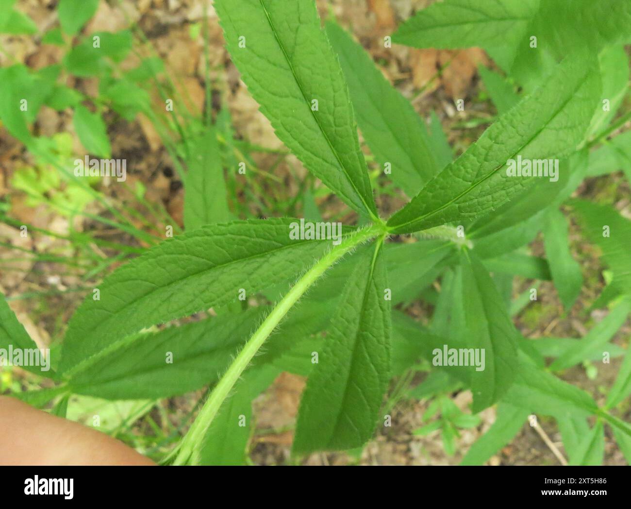 Culver's root (Veronicastrum virginicum) Plantae Stock Photo - Alamy