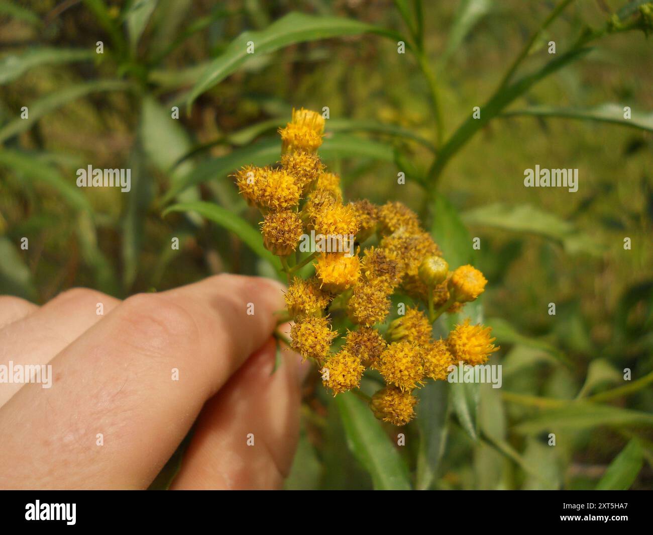 asters and allies (Astereae) Plantae Stock Photo - Alamy
