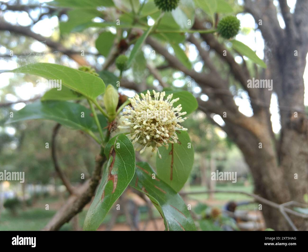 True Kadamb (Mitragyna parvifolia) Plantae Stock Photo - Alamy