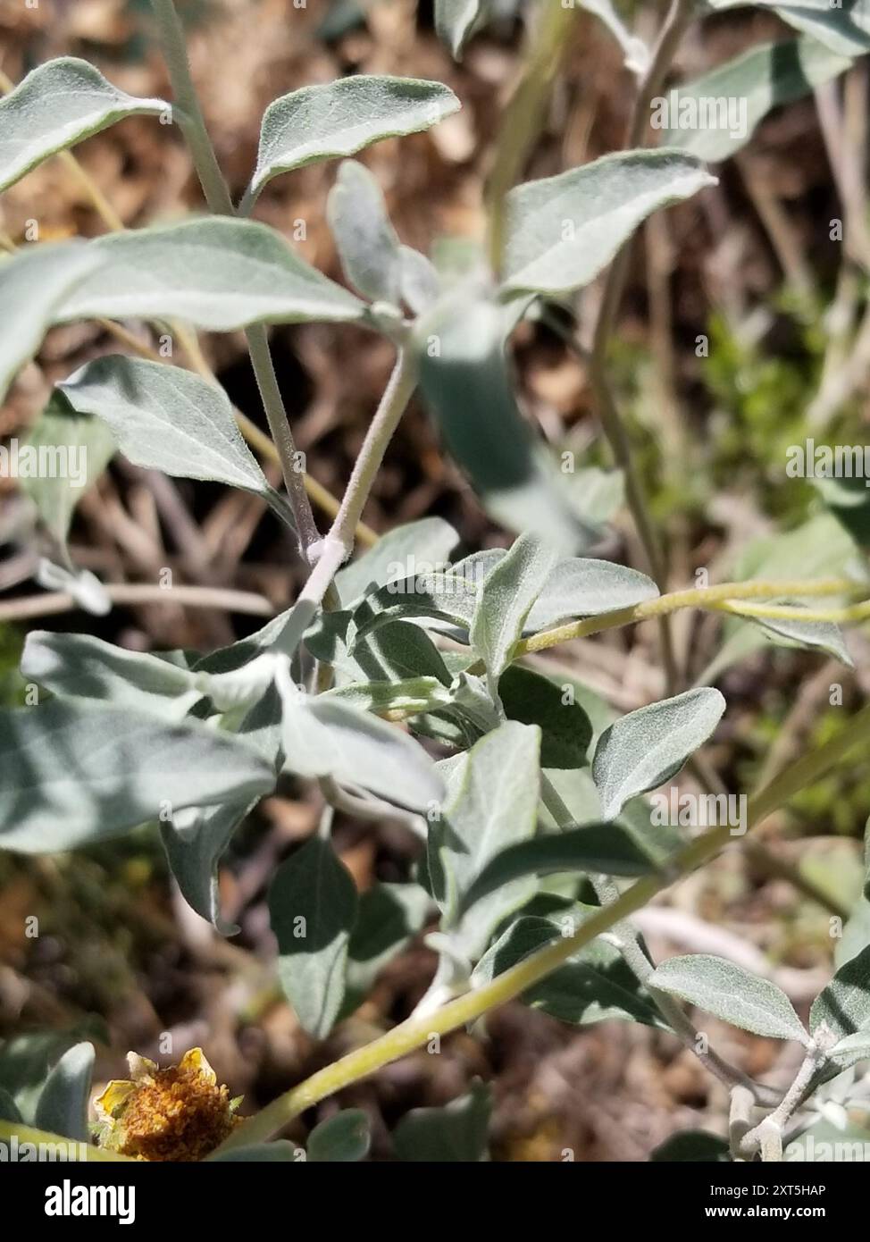 (Encelia farinosa farinosa) Plantae Stock Photo - Alamy