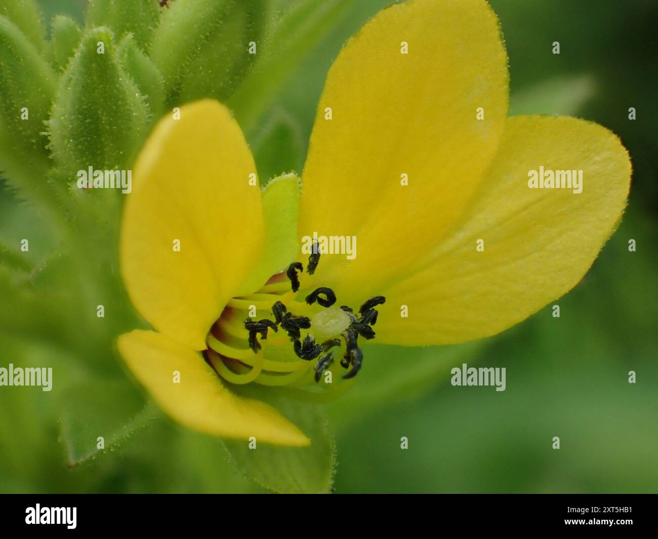 Asian spiderflower (Cleome viscosa) Plantae Stock Photo - Alamy