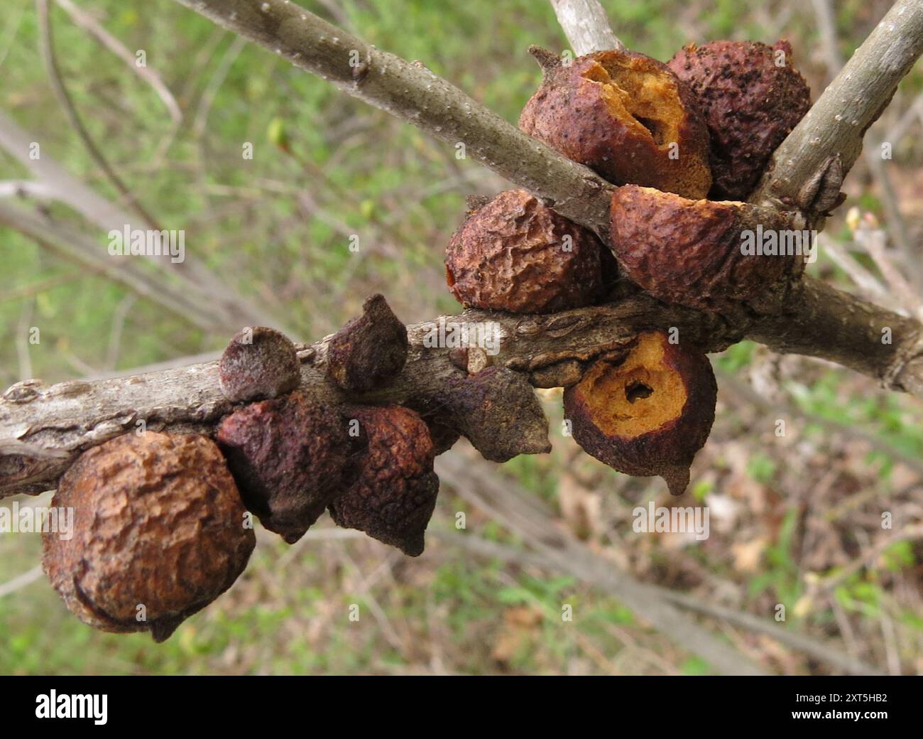 Oak Rough Bulletgall Wasp (Disholcaspis quercusmamma) Insecta Stock ...