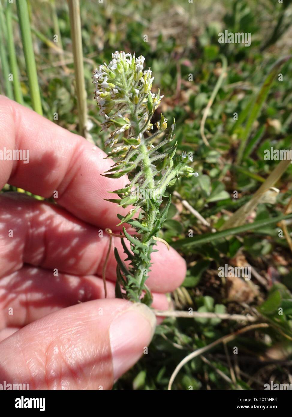 Smith's Cress (Lepidium heterophyllum) Plantae Stock Photo - Alamy
