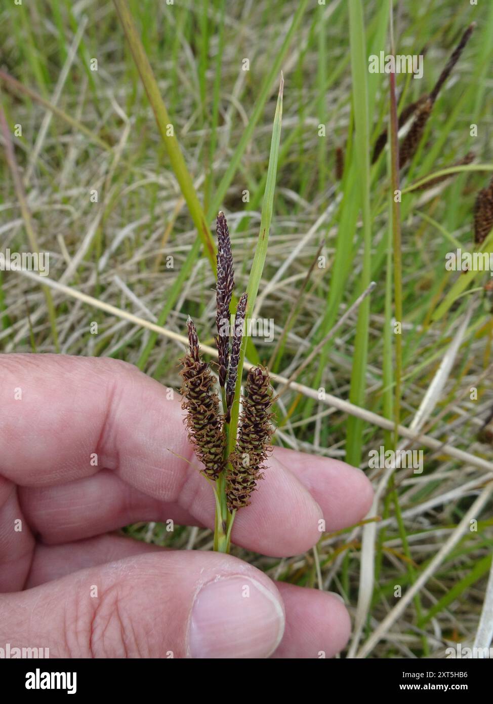 smooth black sedge (Carex nigra) Plantae Stock Photo - Alamy