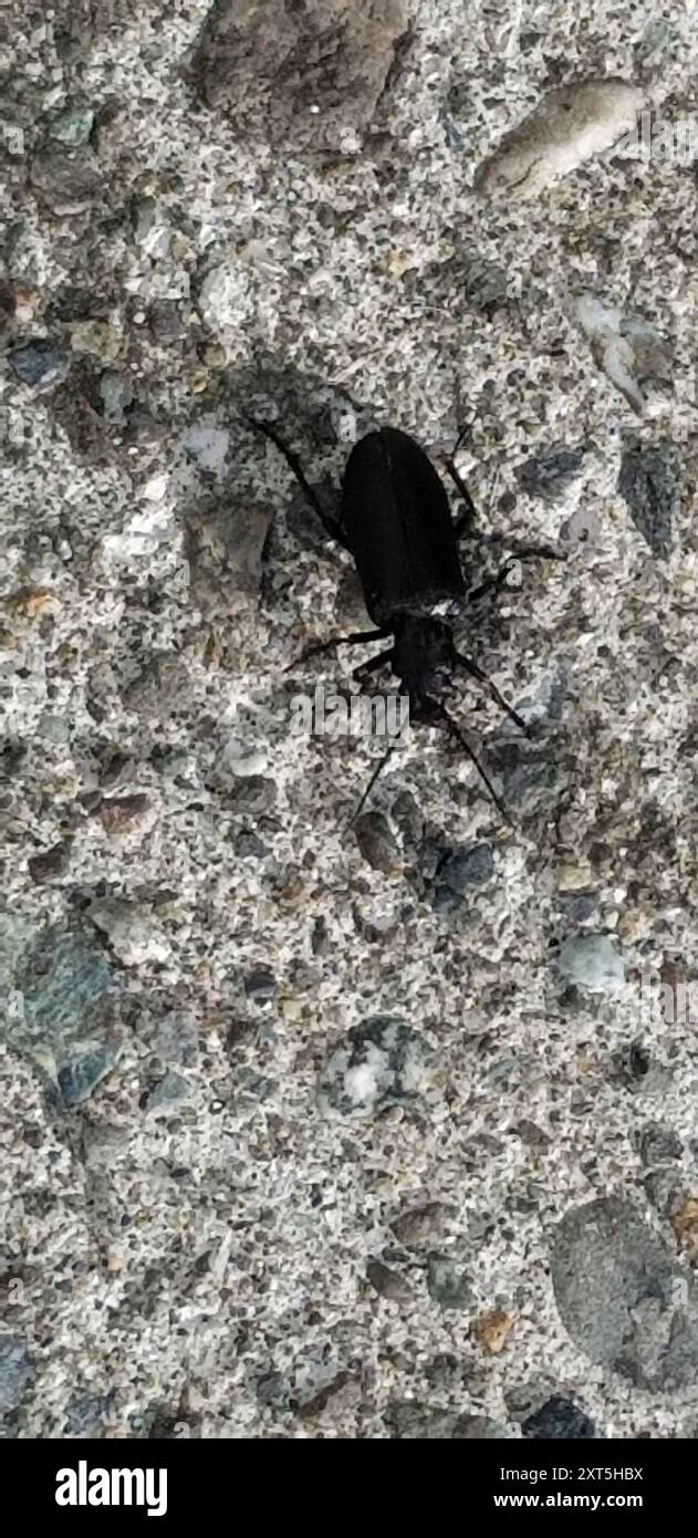 Cedar False Blister Beetle (Ditylus quadricollis) Insecta Stock Photo ...