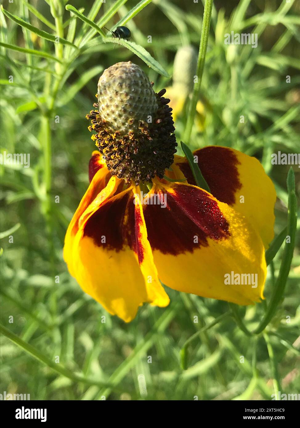 upright prairie coneflower (Ratibida columnifera) Plantae Stock Photo ...