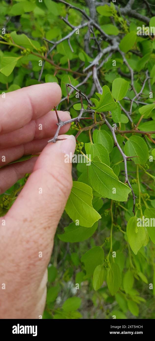 Jerusalem Thorn (Paliurus spina-christi) Plantae Stock Photo - Alamy