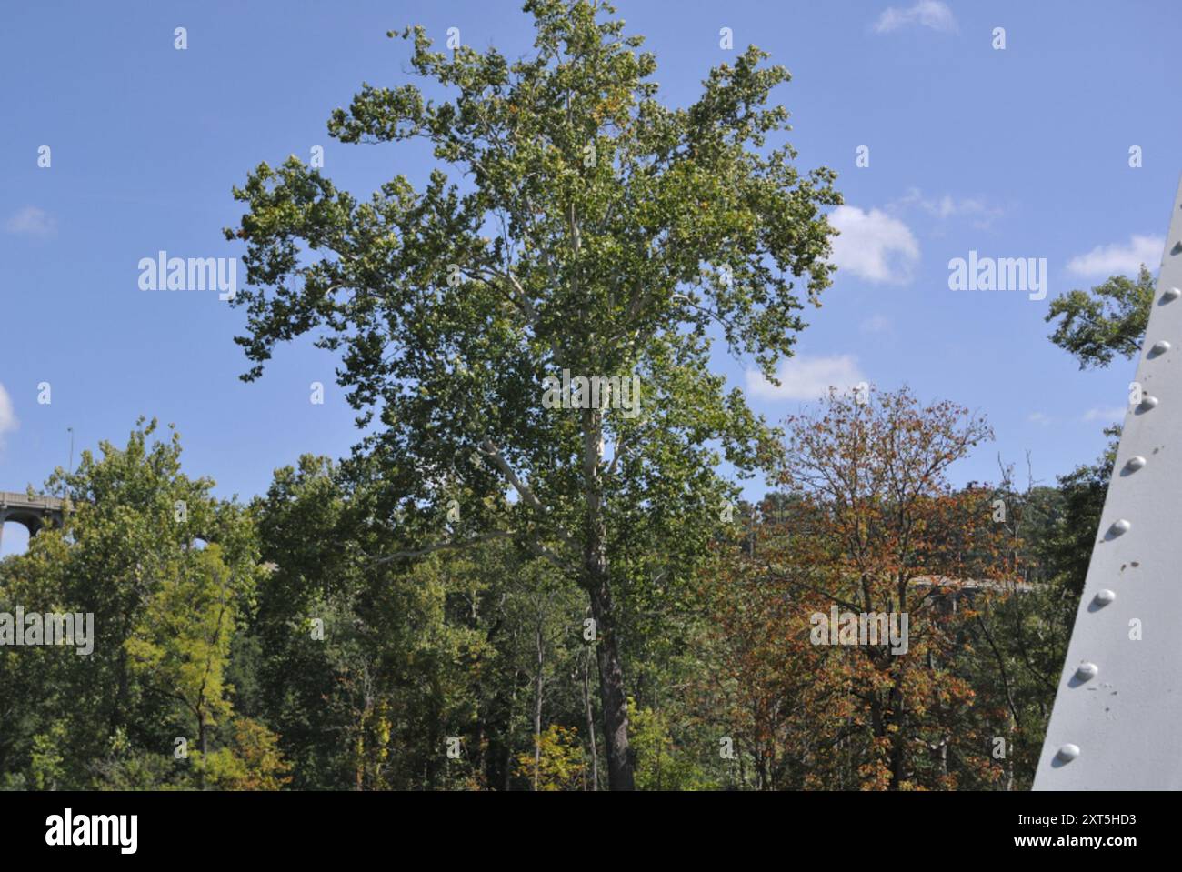 American sycamore (Platanus occidentalis) Plantae Stock Photo - Alamy