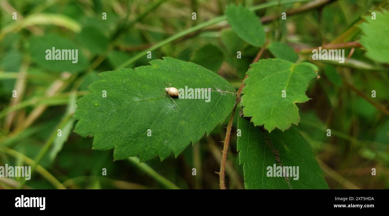 Aphids (Aphididae) Insecta Stock Photo - Alamy