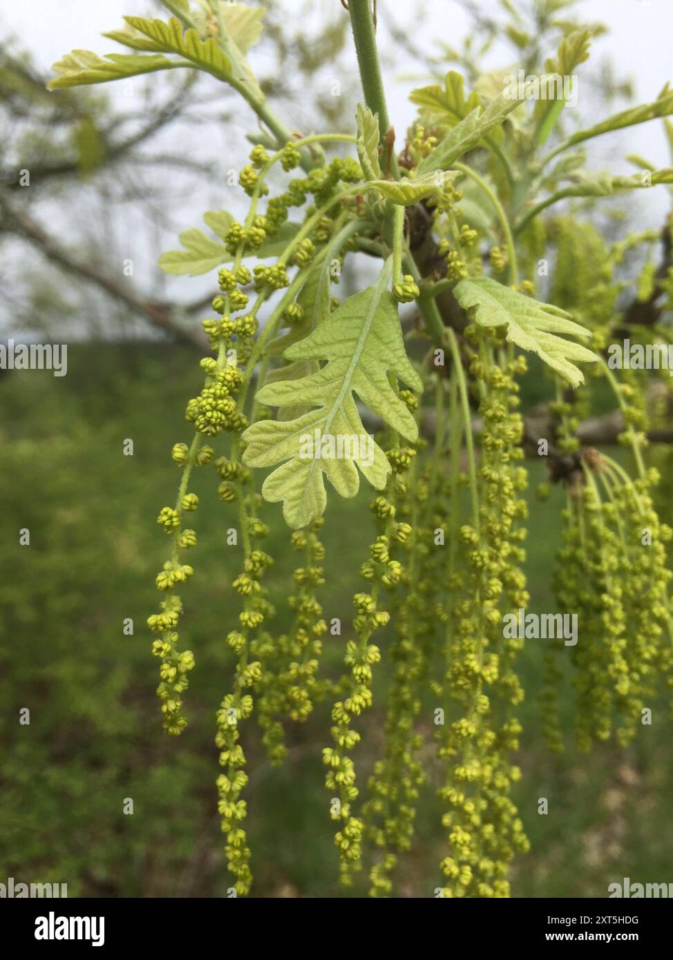 bur oak (Quercus macrocarpa) Plantae Stock Photo - Alamy