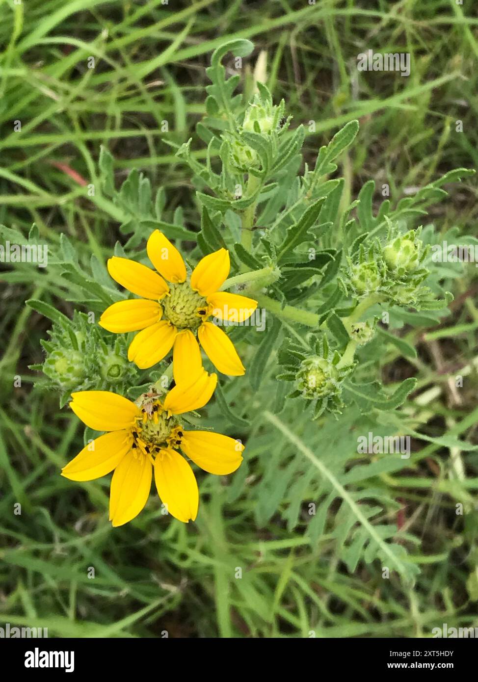 Engelmann daisy (Engelmannia peristenia) Plantae Stock Photo - Alamy