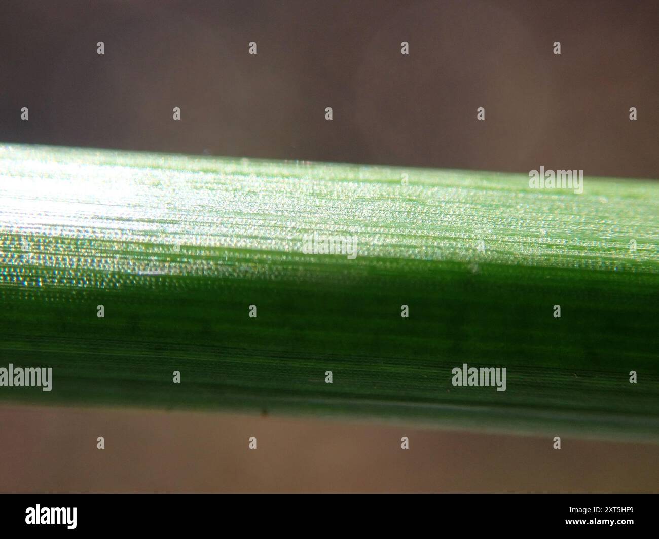 Common Spike-rush (Eleocharis palustris) Plantae Stock Photo - Alamy