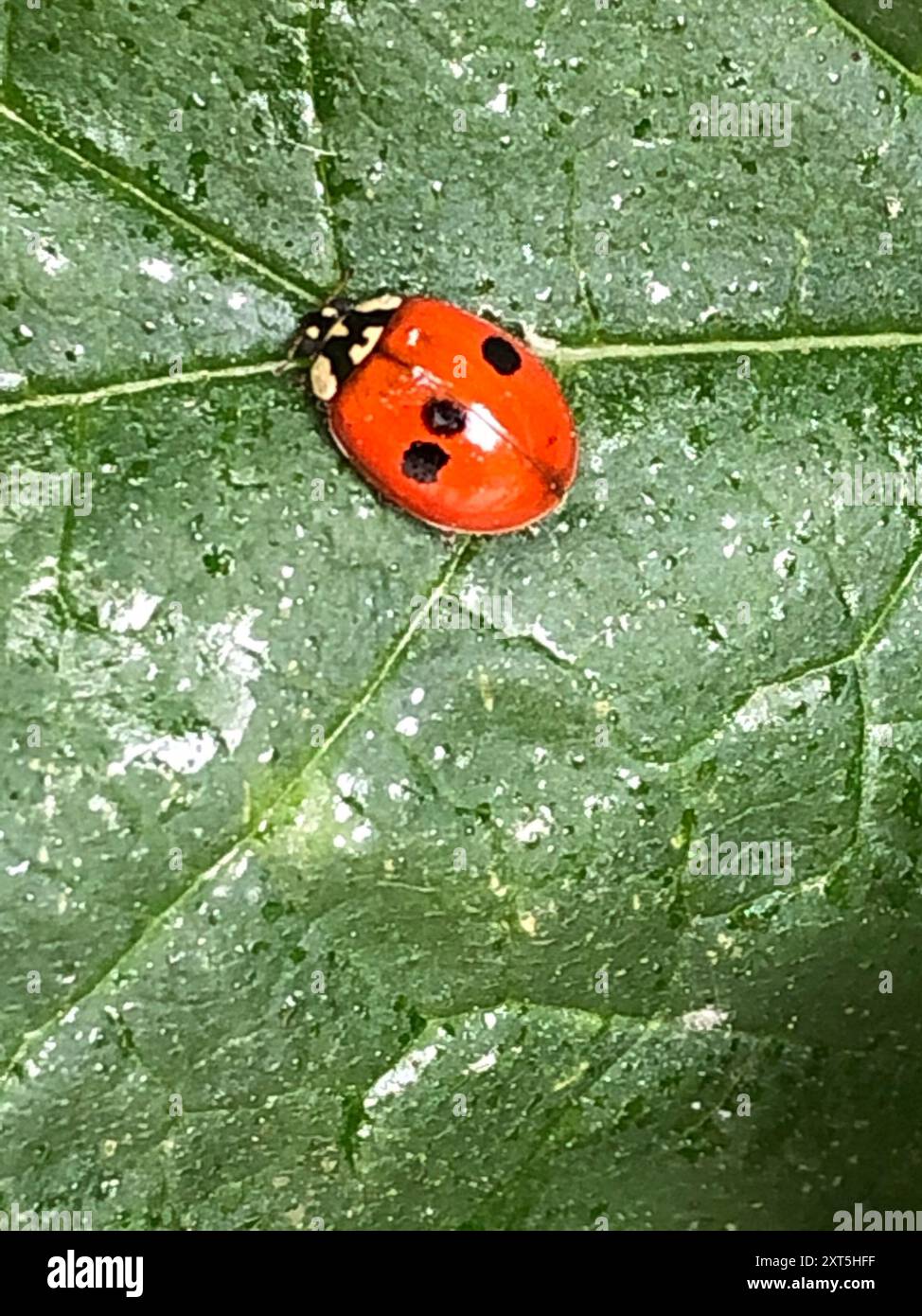 Two-spotted Lady Beetle (Adalia bipunctata) Insecta Stock Photo - Alamy