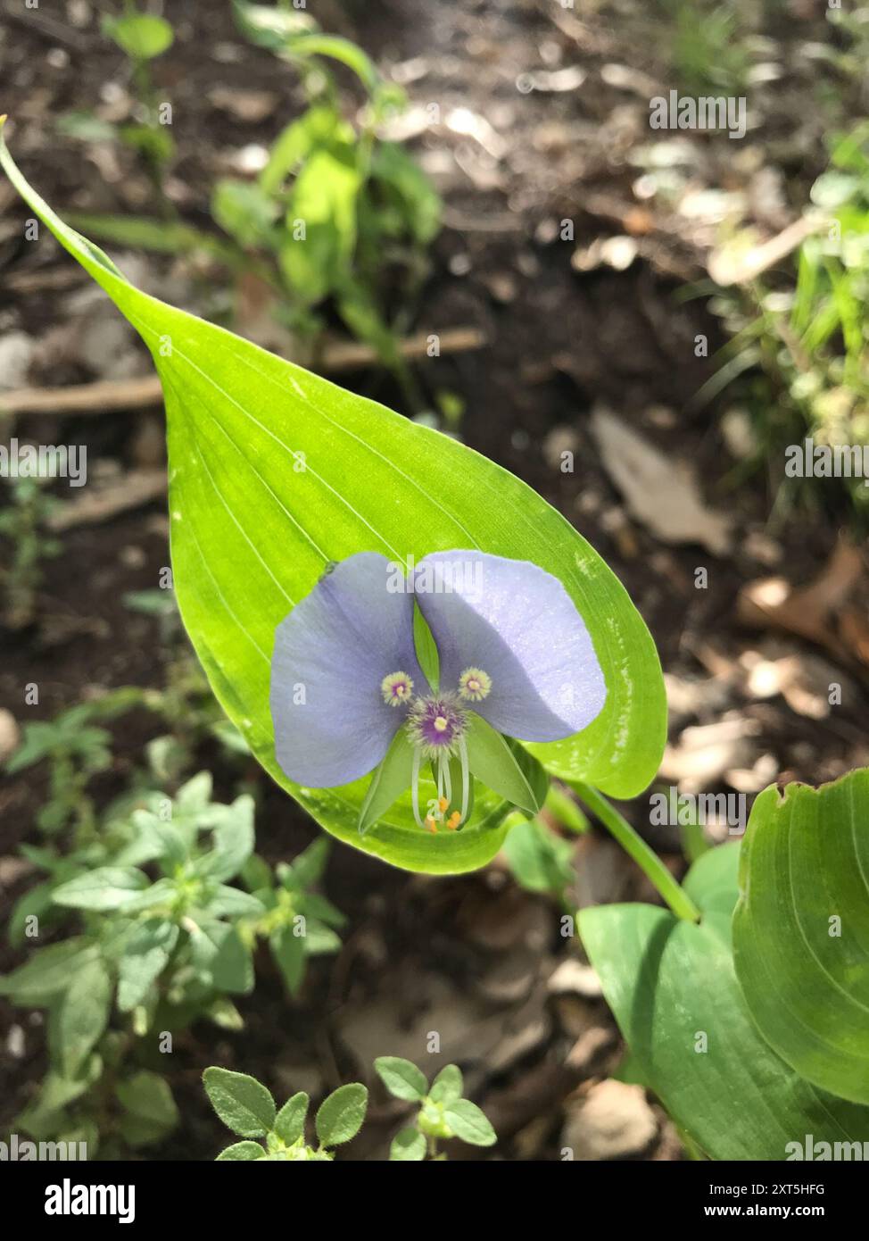 False dayflower (Tinantia anomala) Plantae Stock Photo - Alamy