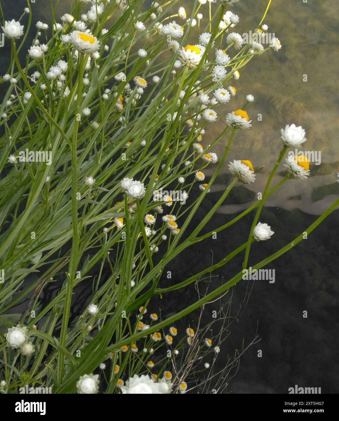 Winged Everlasting Daisy (Ammobium alatum) Plantae Stock Photo - Alamy