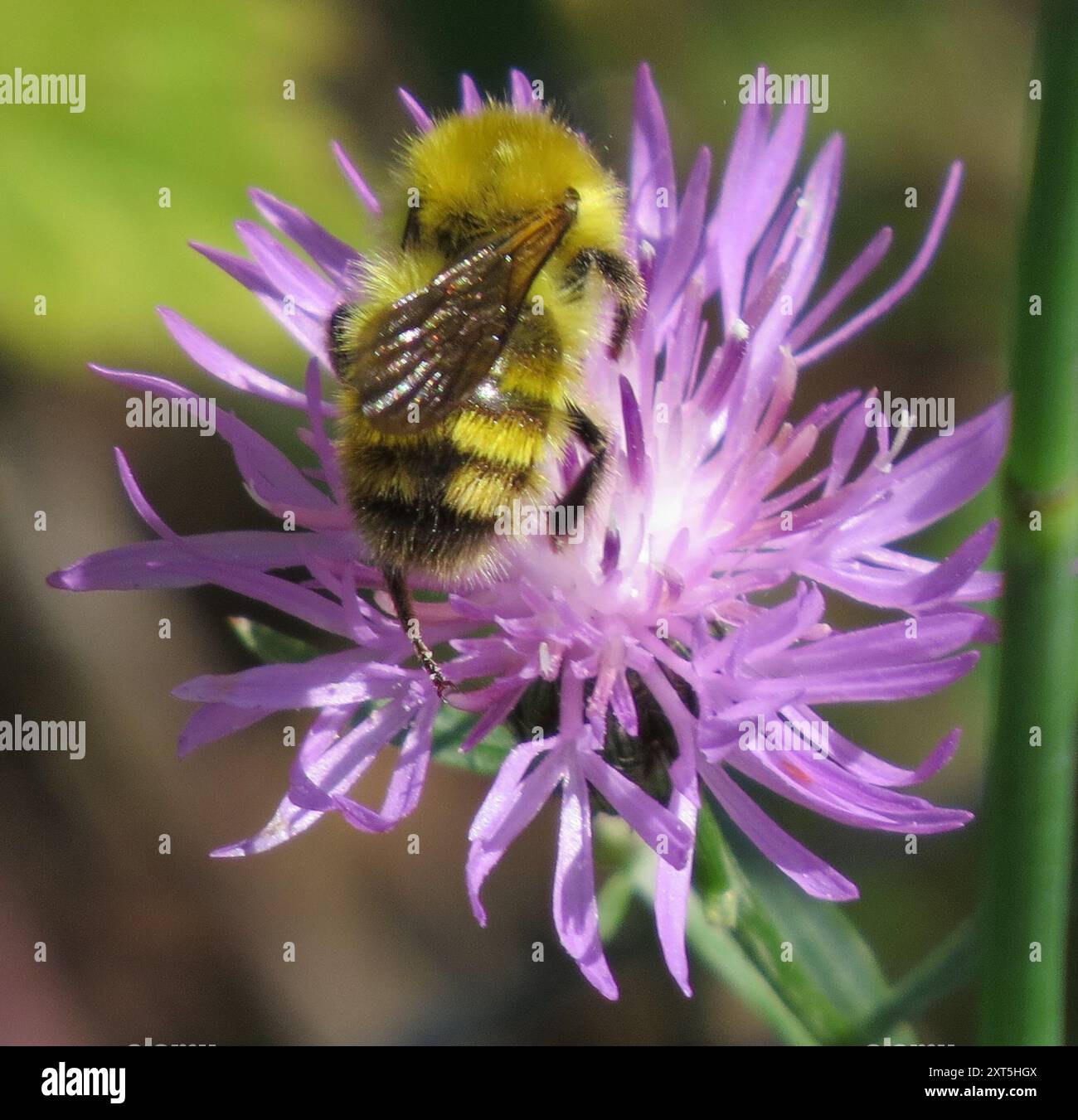 Perplexing Bumble Bee (Bombus perplexus) Insecta Stock Photo - Alamy