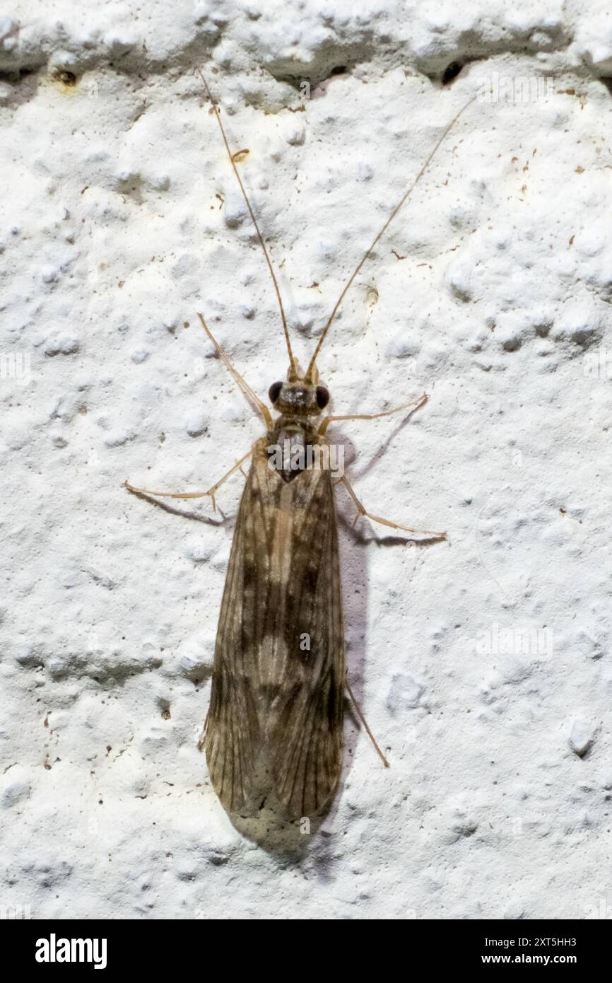 Caddisflies (Trichoptera) Insecta Stock Photo - Alamy