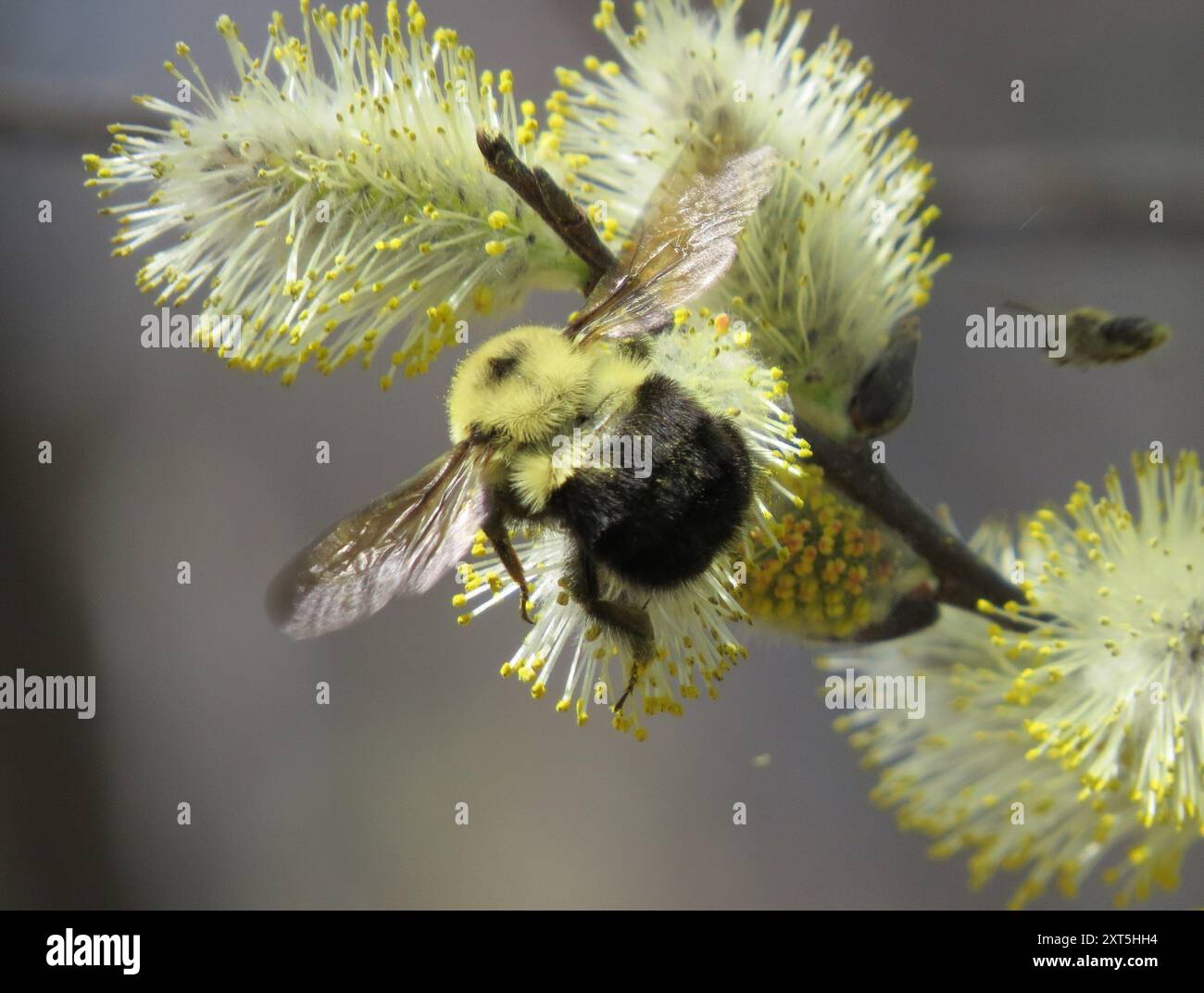 Two-spotted Bumble Bee (Bombus bimaculatus) Insecta Stock Photo - Alamy