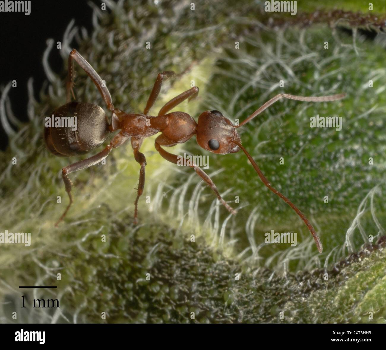 Wood, Mound, and Field Ants (Formica) Insecta Stock Photo - Alamy