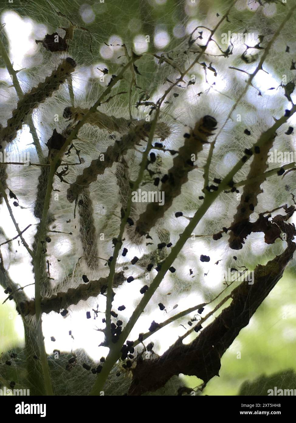 Fall Webworm Moth (Hyphantria cunea) Insecta Stock Photo - Alamy