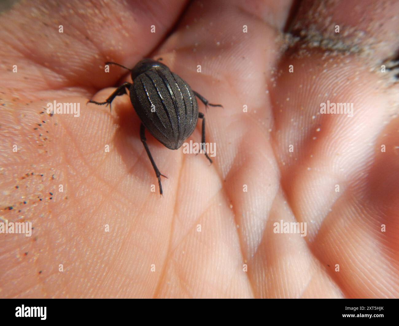 (Pimelia muricata) Insecta Stock Photo - Alamy