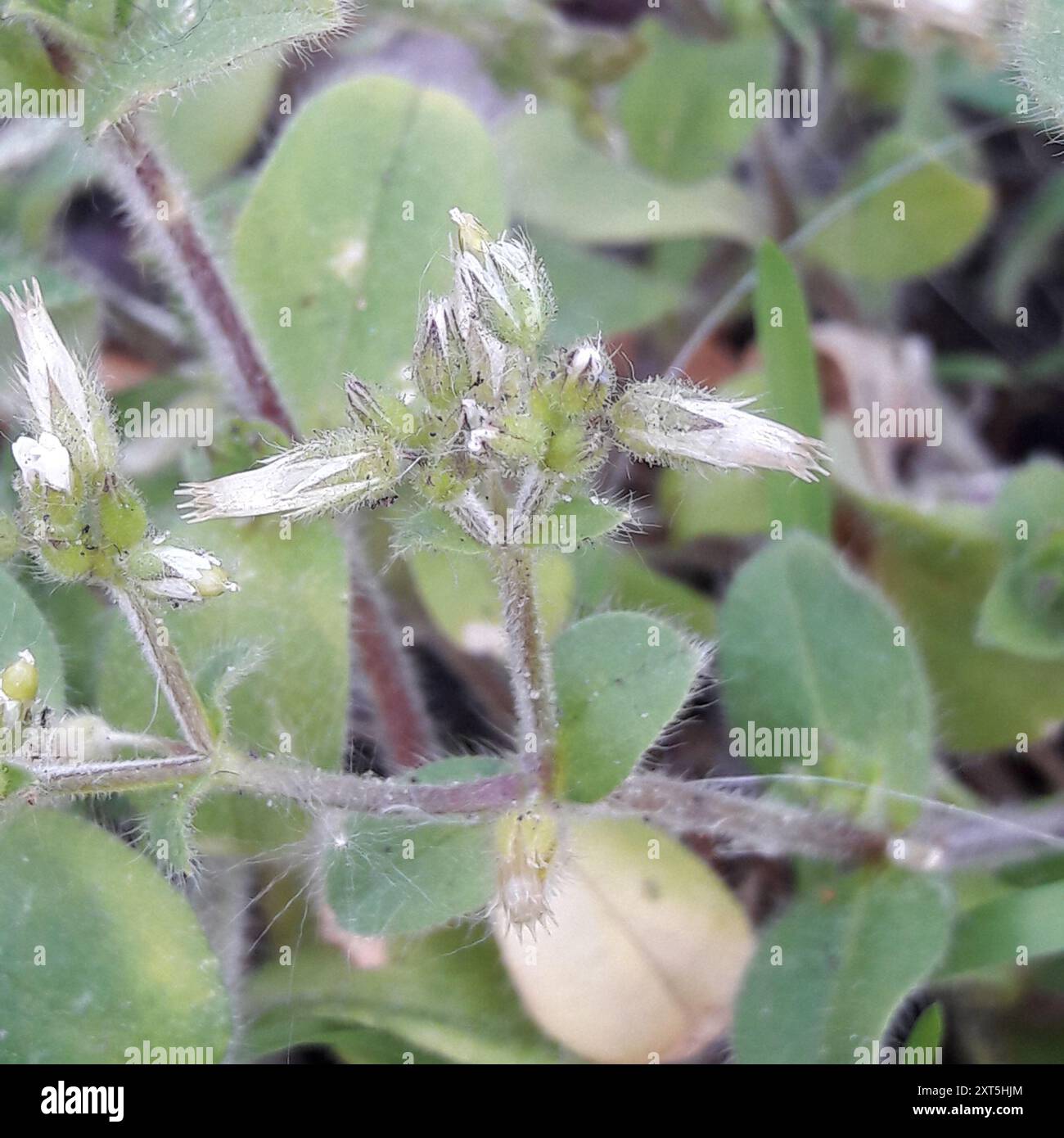 Sticky mouse-ear chickweed (Cerastium glomeratum) Plantae Stock Photo ...