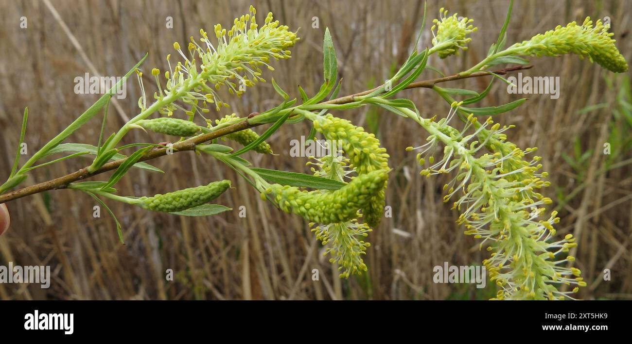 interior sandbar willow (Salix interior) Plantae Stock Photo - Alamy