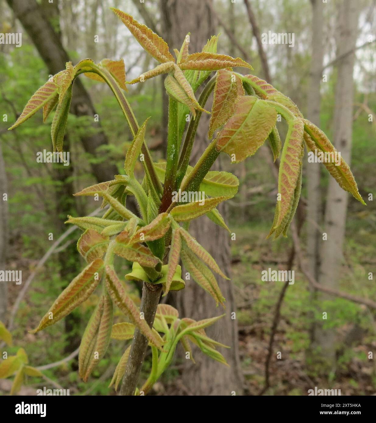 bitternut hickory (Carya cordiformis) Plantae Stock Photo - Alamy