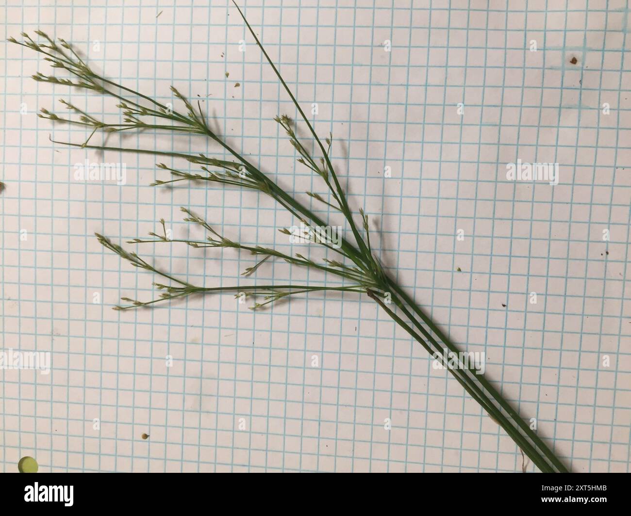 Slim-pod Rush (Juncus diffusissimus) Plantae Stock Photo - Alamy