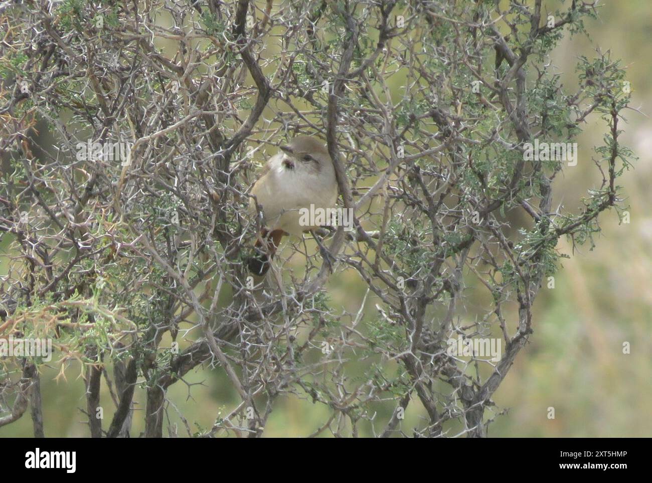 Creamy-breasted Canastero (Asthenes dorbignyi) Aves Stock Photo - Alamy