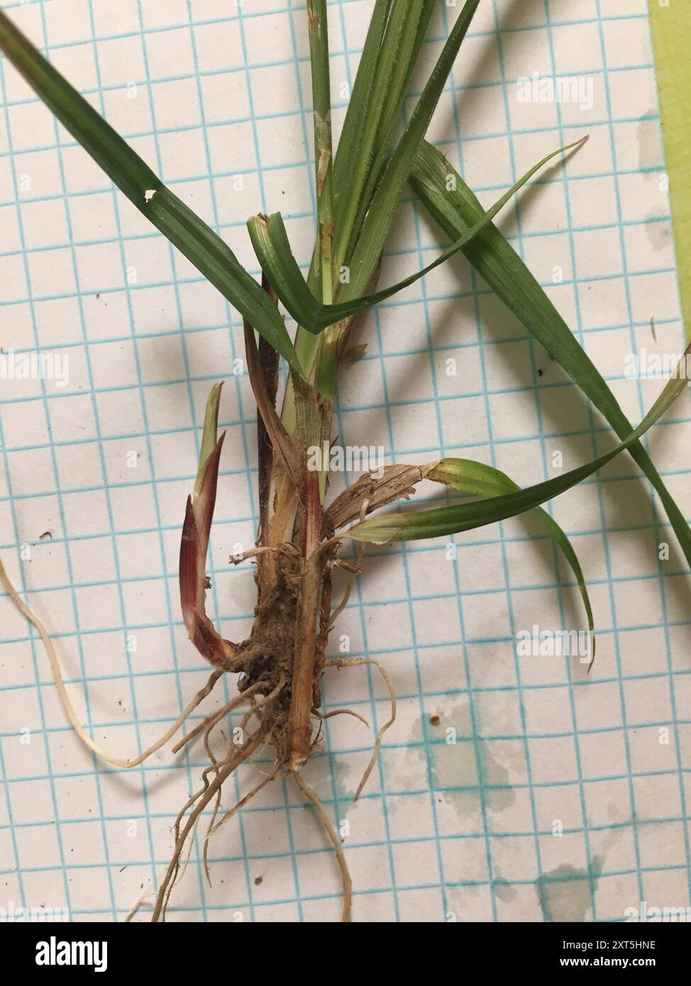 Sharpscale sedge (Carex oxylepis) Plantae Stock Photo - Alamy