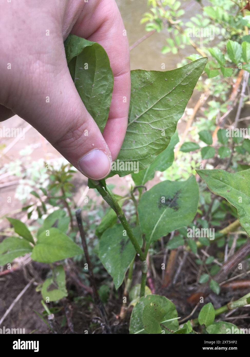 American jumpseed (Persicaria virginiana) Plantae Stock Photo - Alamy