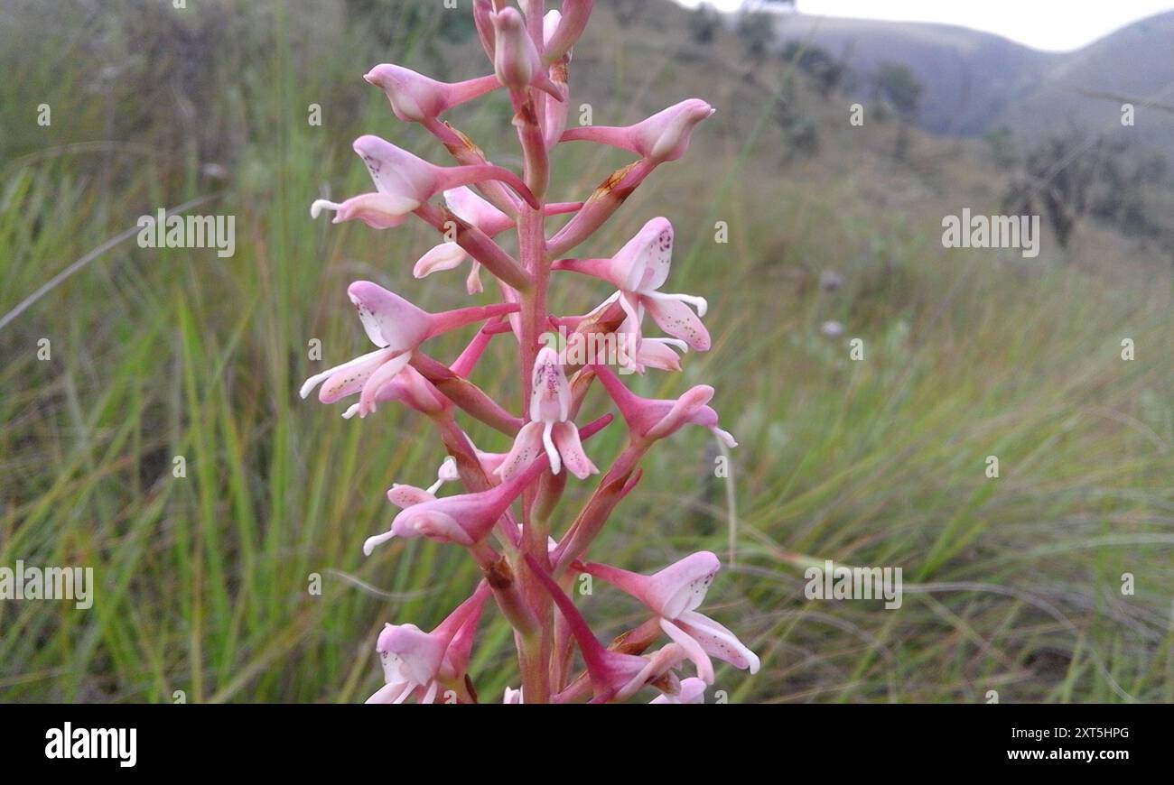 (Disa patula patula) Plantae Stock Photo - Alamy