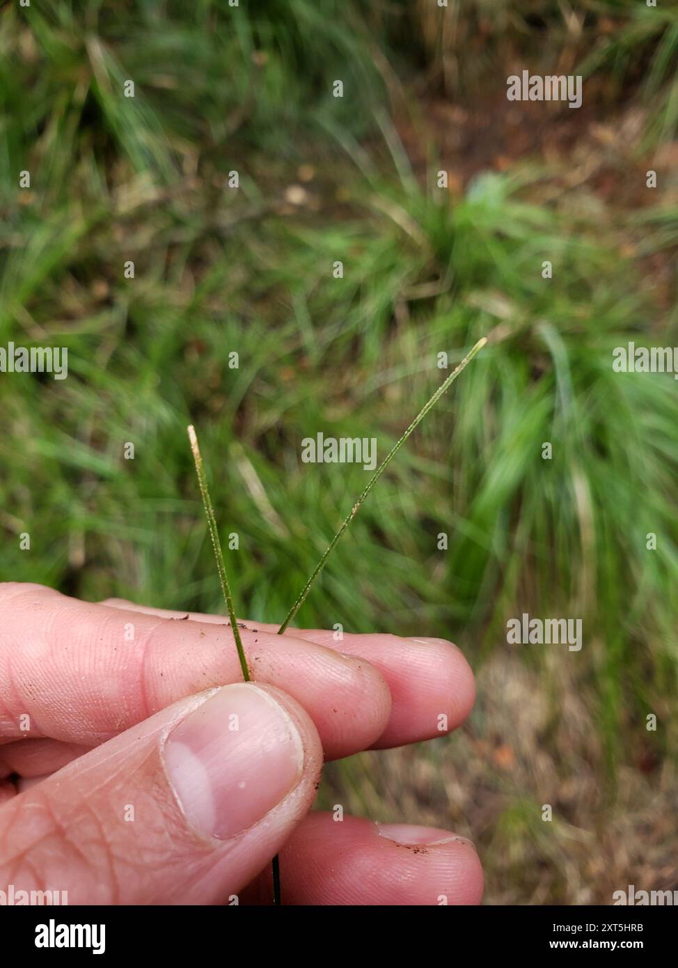 common beargrass (Xerophyllum tenax) Plantae Stock Photo - Alamy
