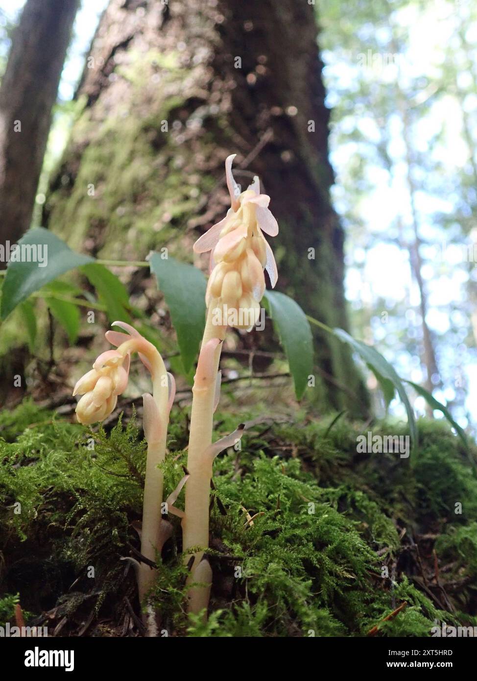 pinesap (Monotropa hypopitys) Plantae Stock Photo - Alamy