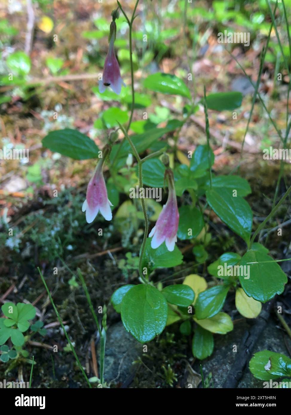 Twinflower (Linnaea borealis) Plantae Stock Photo - Alamy