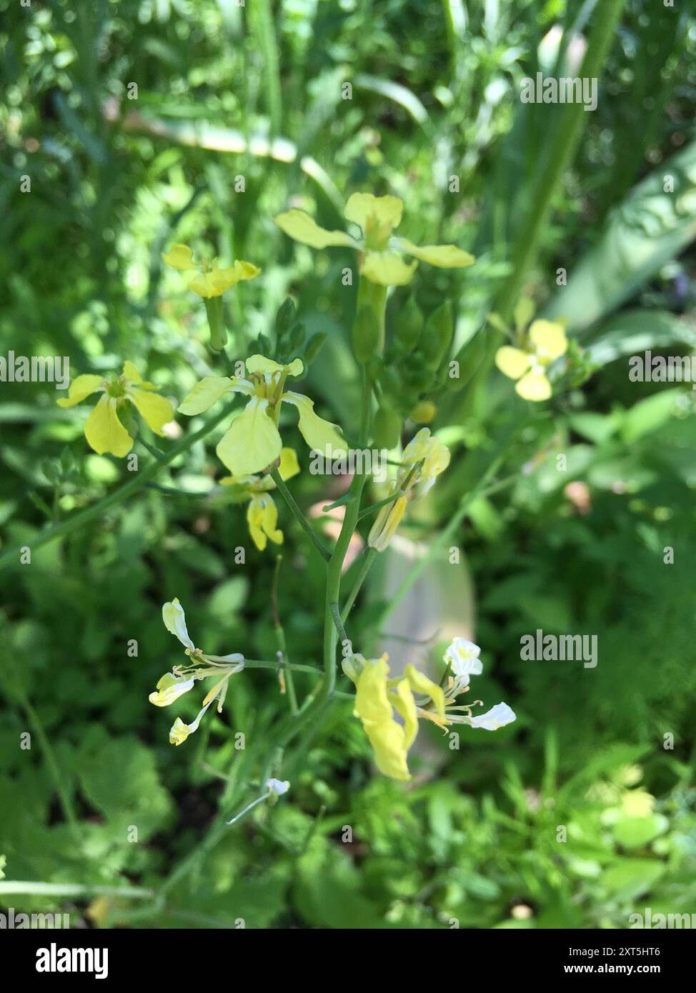 Jointed Charlock (Raphanus raphanistrum) Plantae Stock Photo - Alamy