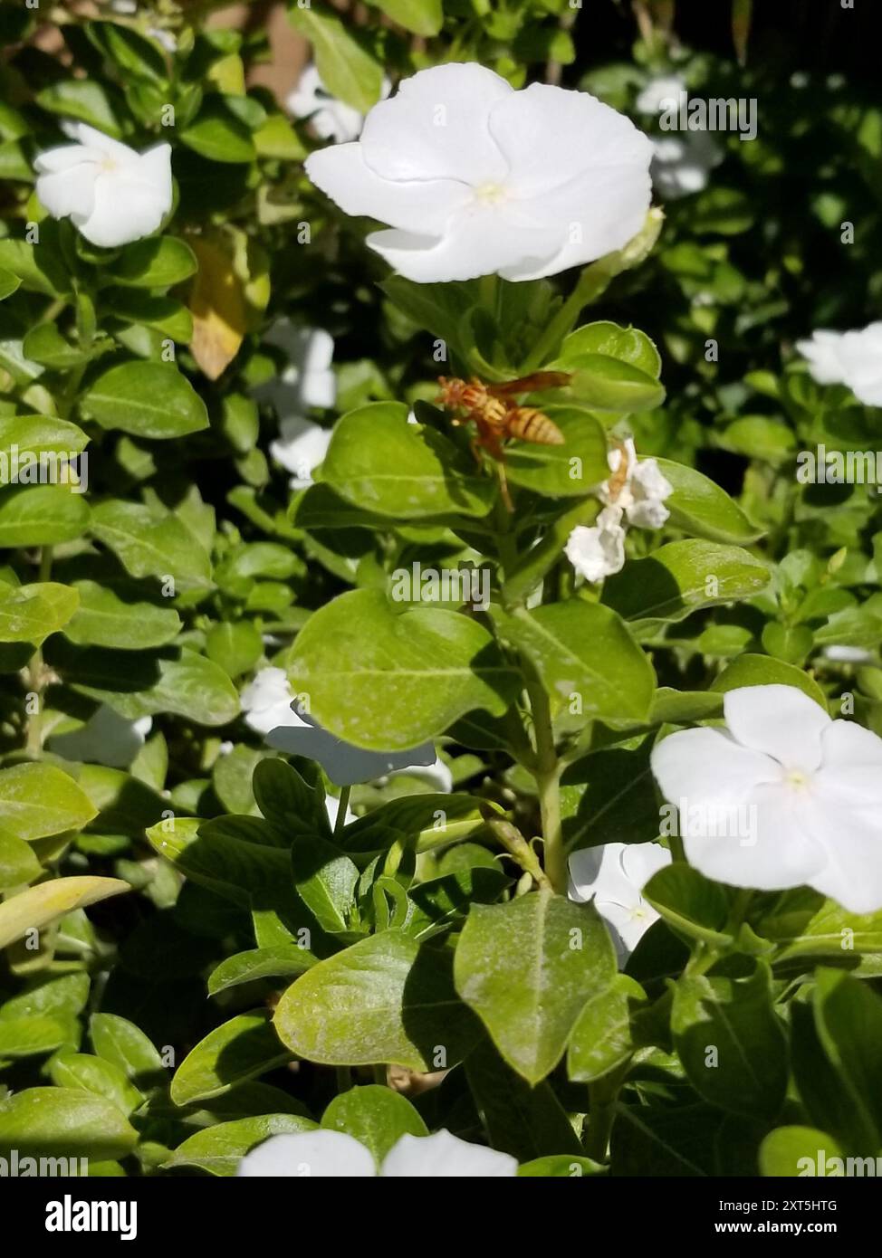 Apache Paper Wasp (Polistes apachus) Insecta Stock Photo - Alamy