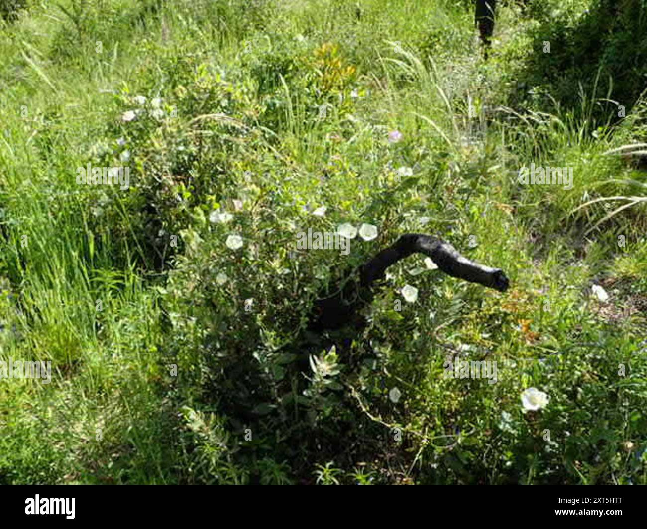 Pacific false bindweed (Calystegia purpurata purpurata) Plantae Stock ...