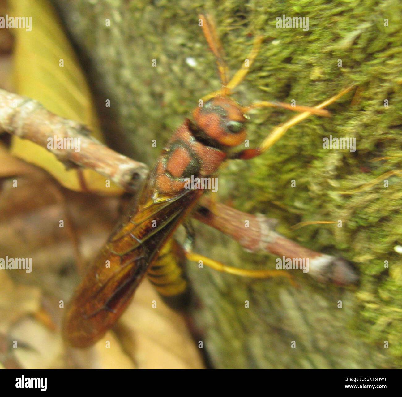 Pigeon Horntail (Tremex columba) Insecta Stock Photo - Alamy