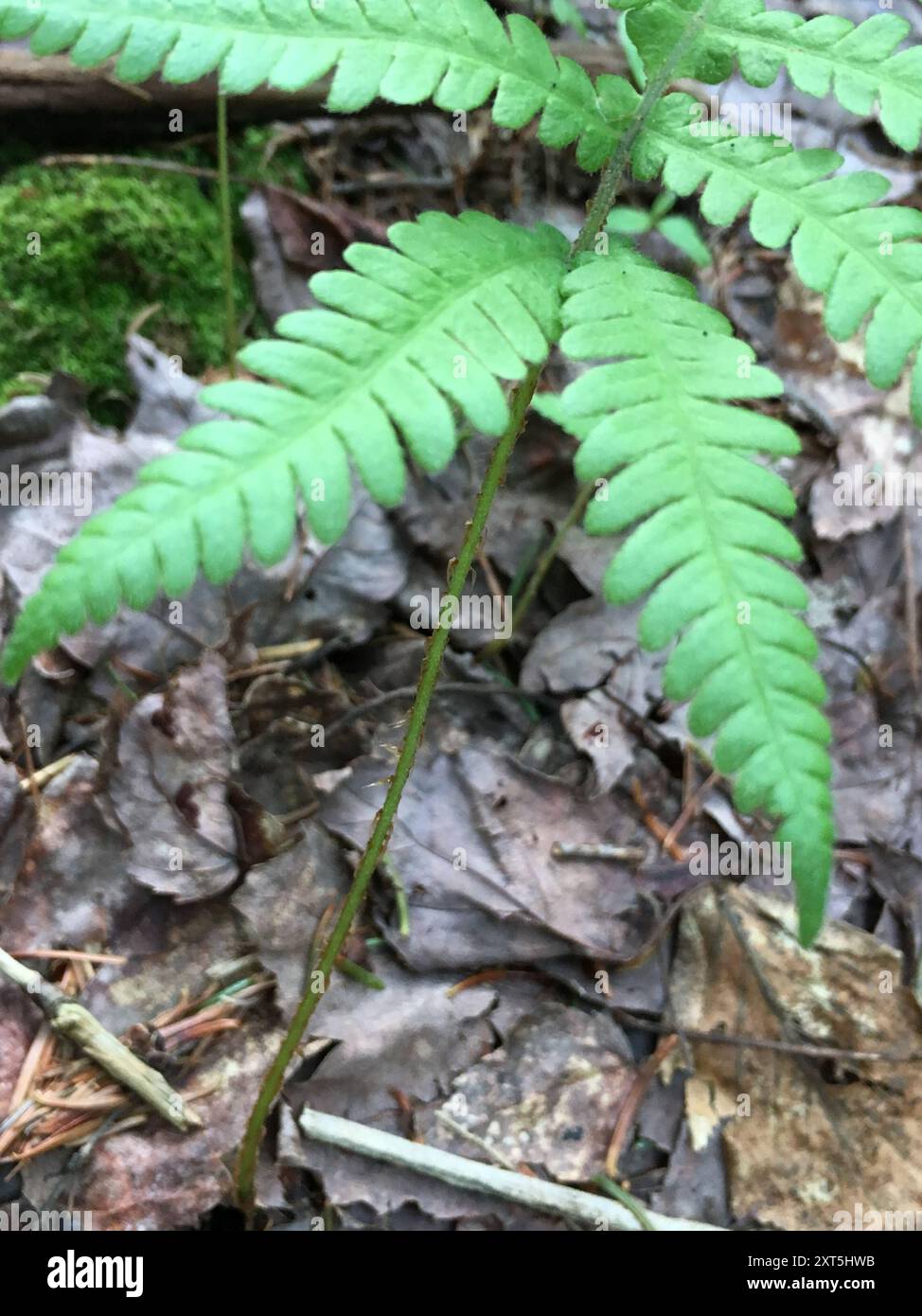 long beech fern (Phegopteris connectilis) Plantae Stock Photo - Alamy