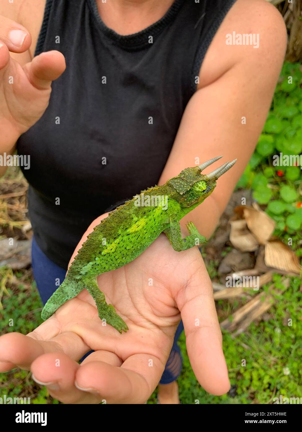 Yellow-crested Jackson's Chameleon (Trioceros jacksonii xantholophus) Reptilia Stock Photo - Alamy