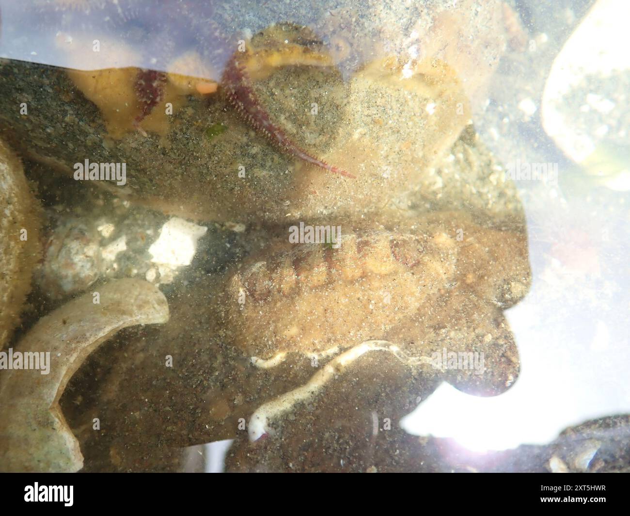 Chitons (Polyplacophora) Mollusca Stock Photo - Alamy